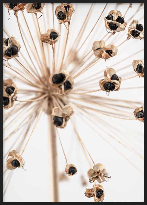 Cuadro de flor seca allium beige | Decoración de pared – kudeko
