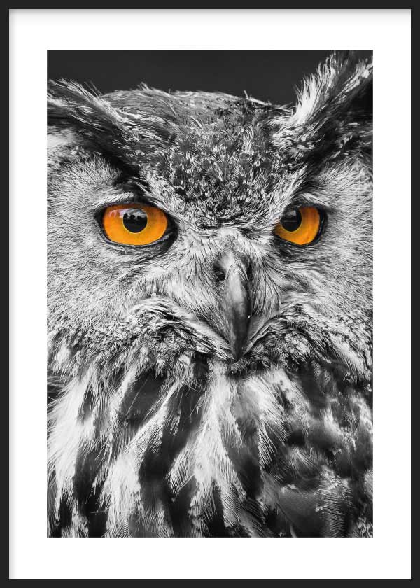 Cuadro de fotografía de búho II salvaje | kudeko – kudeko.com