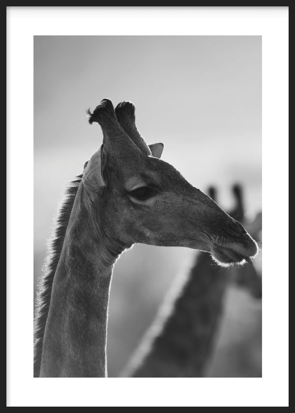 Cuadro de fotografía de jirafa salvaje | kudeko – kudeko.com